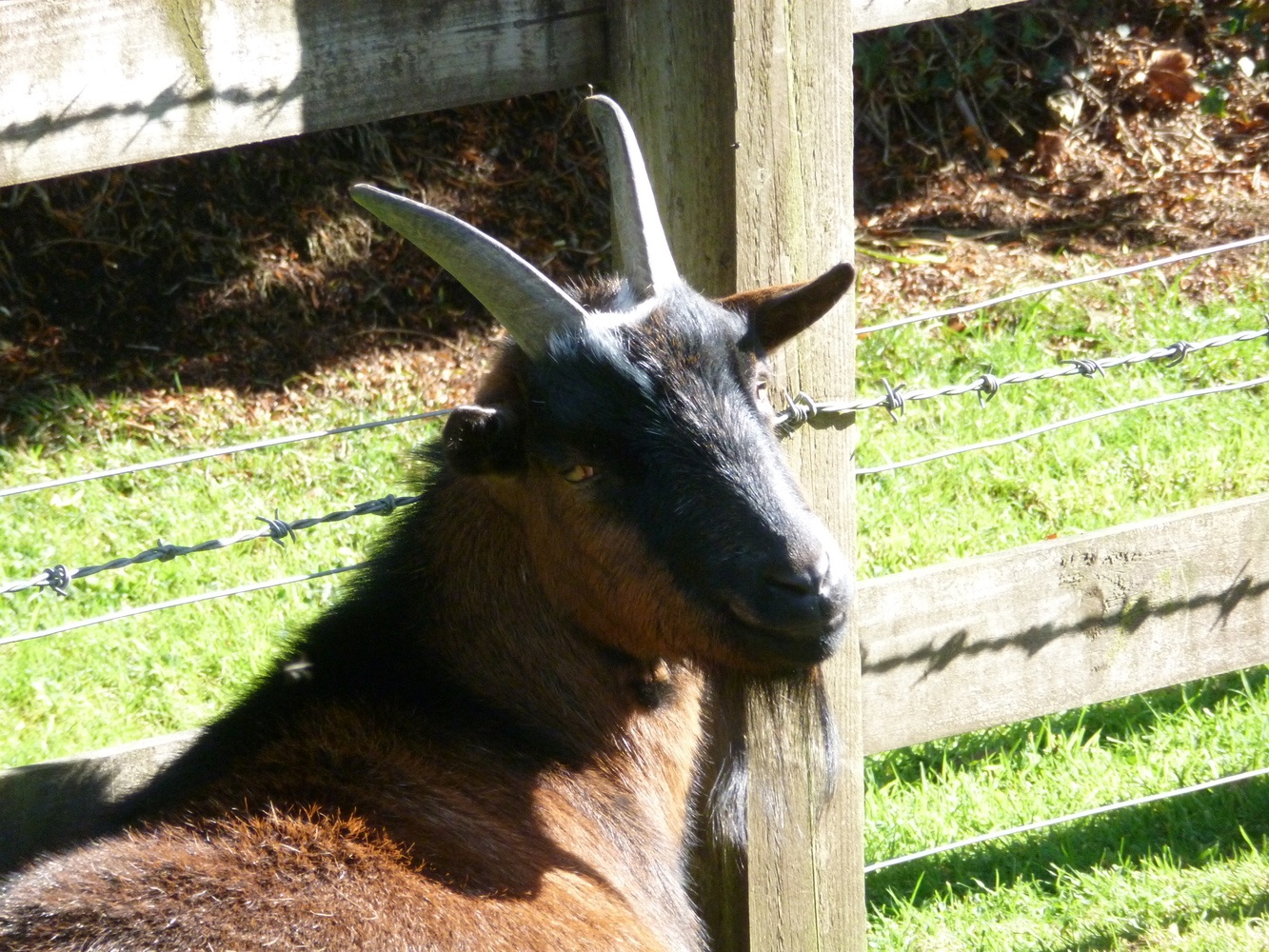 Meet the Animals and Nature Found at Blessingbourne