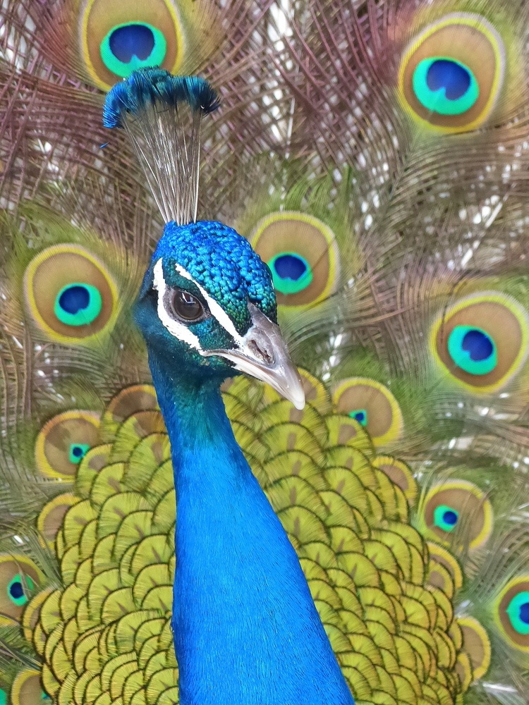 Meet the Animals and Nature Found at Blessingbourne