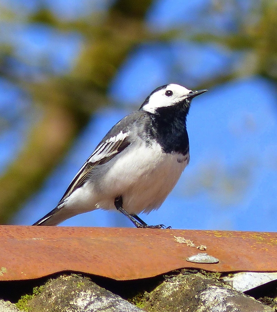 Meet the Animals and Nature Found at Blessingbourne