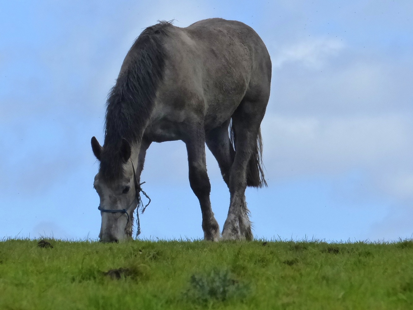 Meet the Animals and Nature Found at Blessingbourne